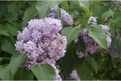 Sering (Syringa) soorten | Directplant