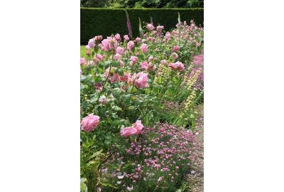 rozenstruik | Directplant