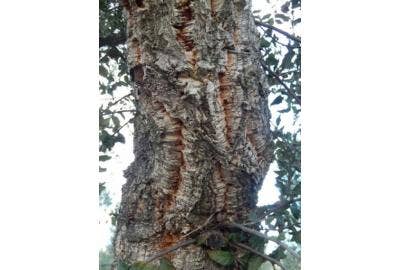 Kurkeik (Quercus suber) | Directplant