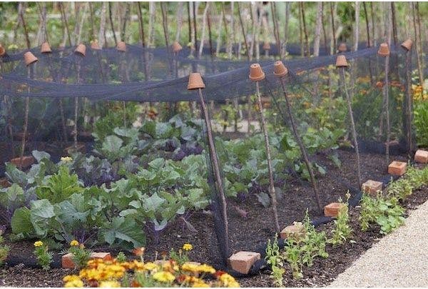 Hoe begin je een moestuin