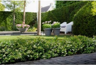 Lage hagen - welke haagplanten | Directplant