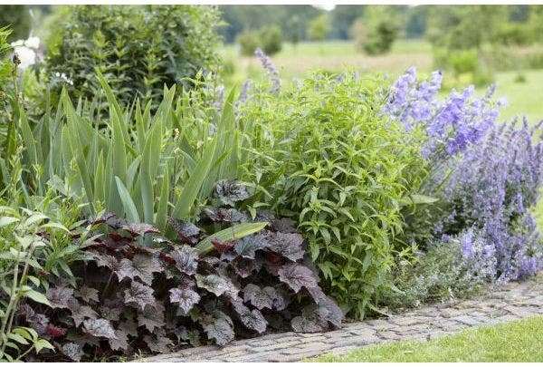 Border aanleggen - wanneer en hoe aanplanten