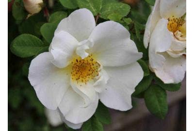 Wilde roos - soorten, planten en snoeien | Directplant