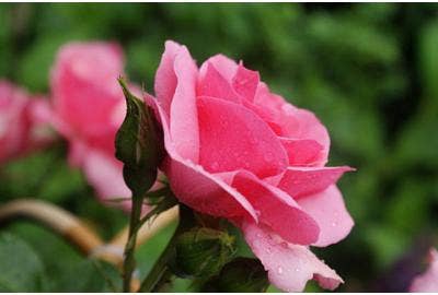 Wilde scheuten bij rozen | Directplant