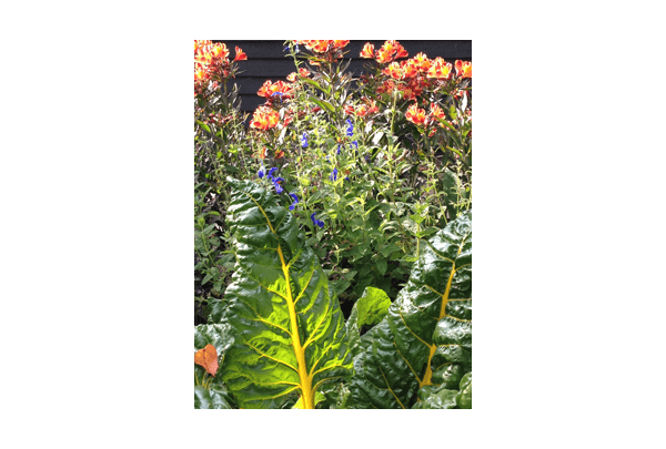 eetbare planten, moestuin in potten en bakken moestuin op balkon ...