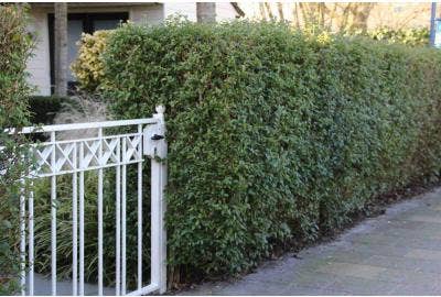 Liguster planten en verzorgen | Directplant