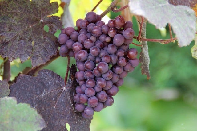 Druiven uit eigen tuin | Directplant