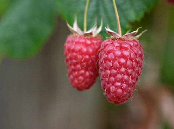 Frambozen planten in eigen tuin | Directplant