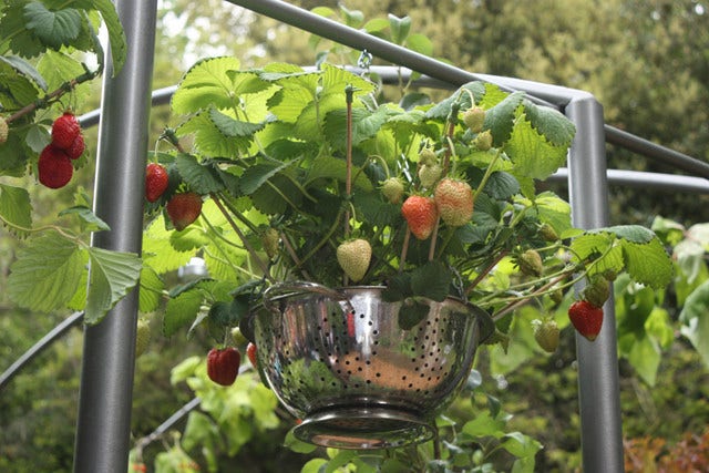 Aardbeien planten | Directplant