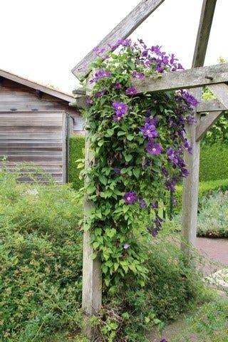 Klimplanten soorten | Directplant