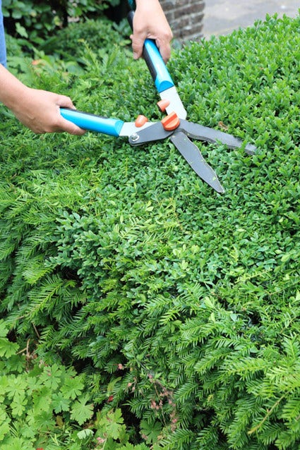 Hagen knippen en verzorgen | Directplant