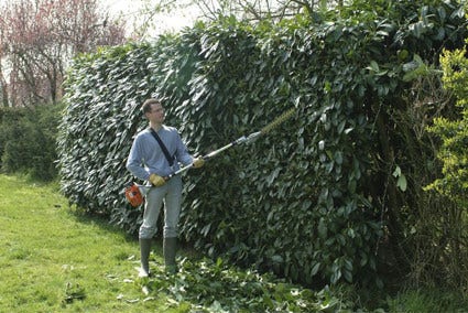 laurier snoeien | Directplant