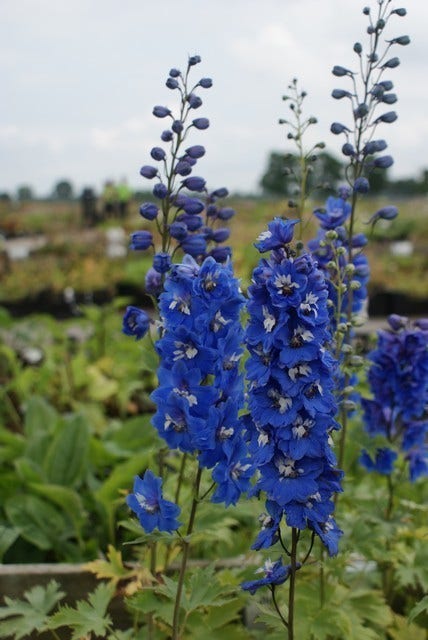 Ridderspoor - Delphinium | Directplant
