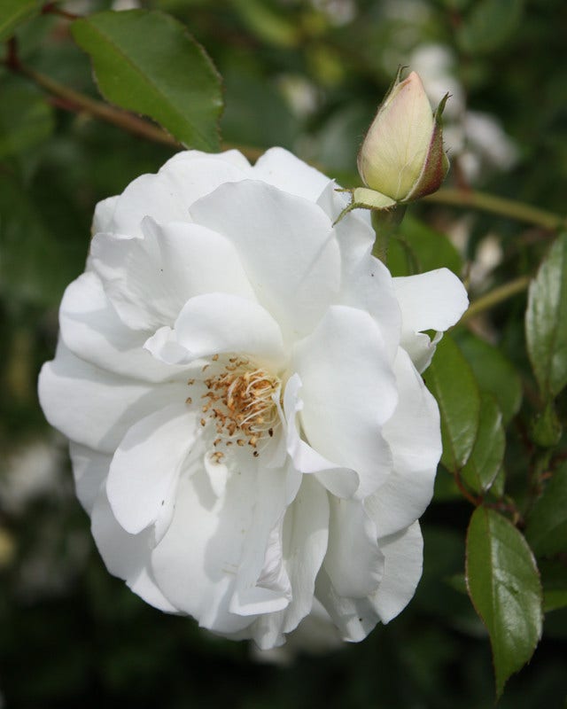 Rozen uitbuigen | Directplant