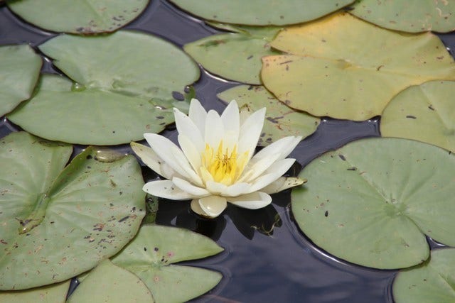 waterlelie | Directplant