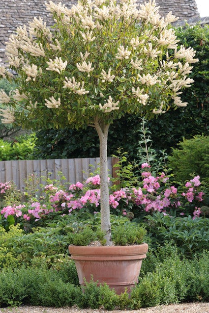 boom in pot | Directplant