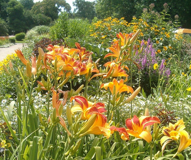 Hemerocallis daglelie | Directplant
