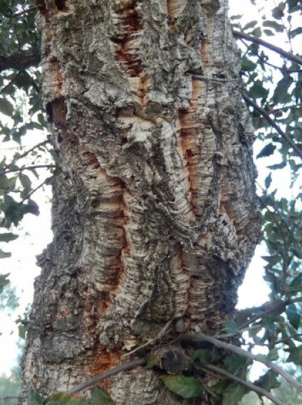 Kurkeik (Quercus suber) | Directplant