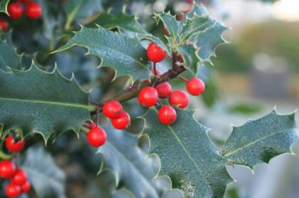 Hulst (Ilex) | Directplant