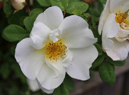 Wilde roos - soorten, planten en snoeien | Directplant