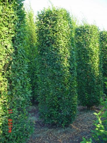 Haagbeuk als blokboom (Carpinus betulus 'Fastigiata' ) | Directplant