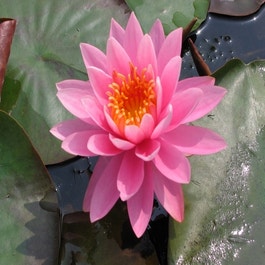 Waterlelie (Nymphaea 'Perry's Magnificent')