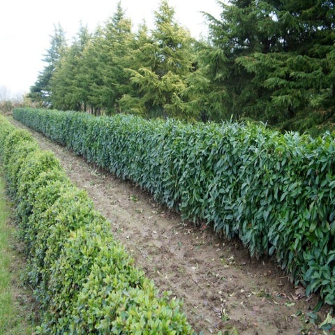 Laurier (Prunus laurocerasus 'Genolia')