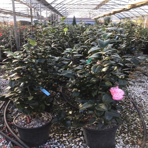 Camellia (Camellia japonica 'Margaret Davis')