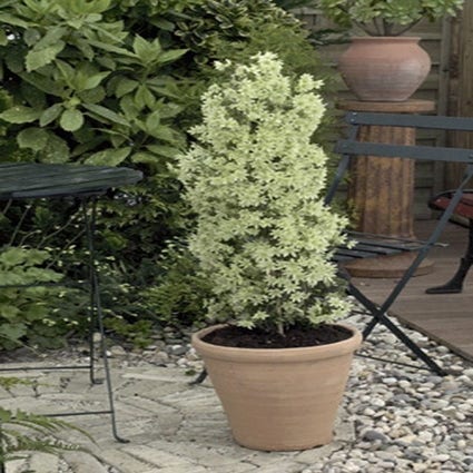 Bosrank, groenblijvend (Clematis 'Pixie')