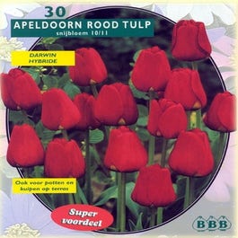 Tulp (Tulp 'Apeldoorn Rood')