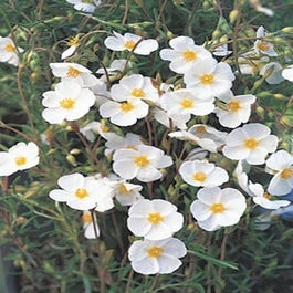 Halium umbellatum (Halium umbellatum)