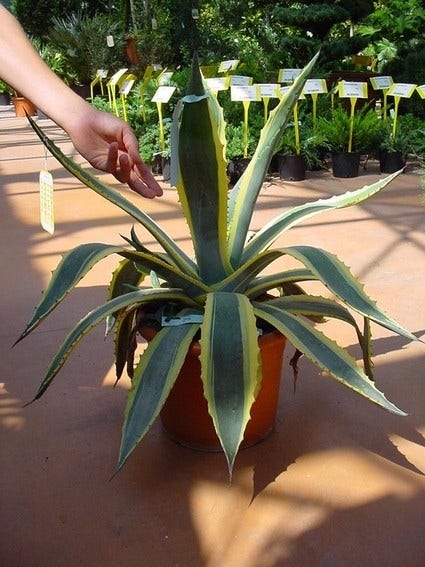 Agave (Agave americana 'Variegata') | Directplant