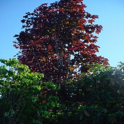 Rode Esdoorn (Acer platanoides 'Crimson King')