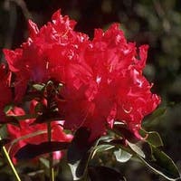 Rhododendron (Rhododendron 'Halfdan Lem') | Directplant