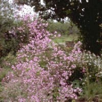 Chinese ruit (Thalictrum delavayi)
