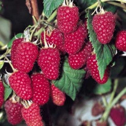 Framboos (Rubus idaeus 'Heritage')