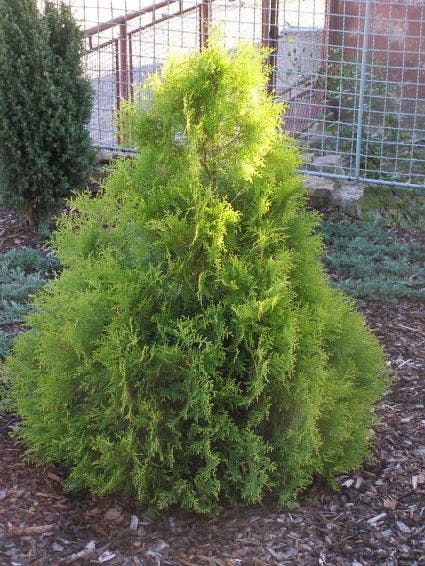 Thuja (Thuja occidentalis 'Rheingold') | Directplant