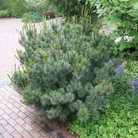 Pinus (Pinus pumila 'Glauca')