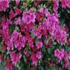 Japanse Azalea (Rhododendron 'Geisha Purple')