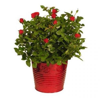 Miniatuurroos (Rosa (mini) - rood)