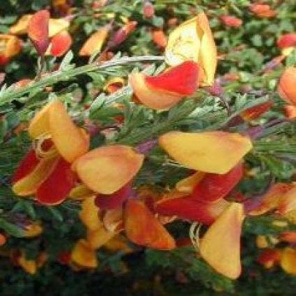 Brem (Cytisus 'Goldfinch')