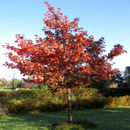 Rode Esdoorn (Acer rubrum)