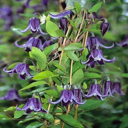 (Clematis 'Hendersonii')