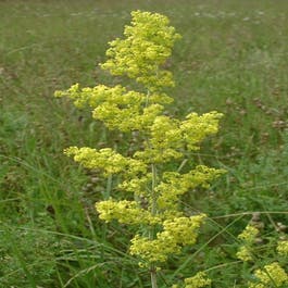 Walstro (Galium verum)