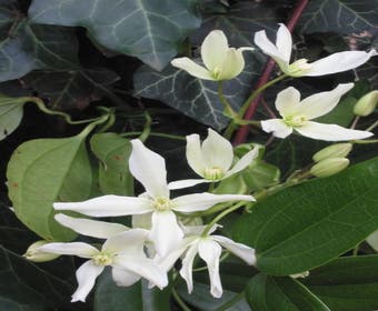 Bosrank, groenblijvend (Clematis 'Pixie') | Directplant