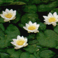 Waterlelie (Nymphaea 'Pygmaea Alba')