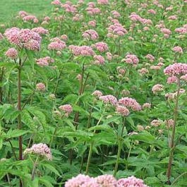 eupatorium cannabinum plenum