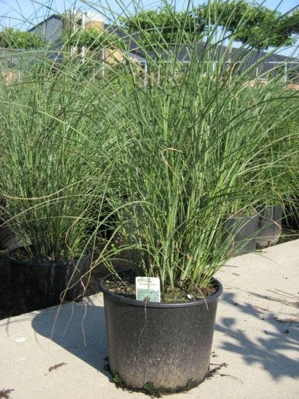 Chinees riet/sierriet (Miscanthus sinensis 'Gracillimus') | Directplant
