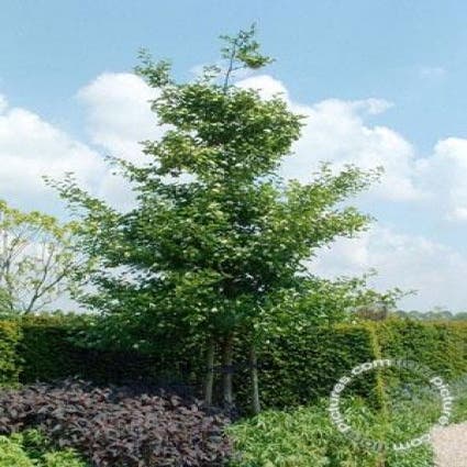 Meidoorn als boom (Crataegus persimilis 'Splendens')