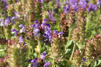 Brunella/brunel/bijenkorfje (Prunella grandiflora) | Directplant